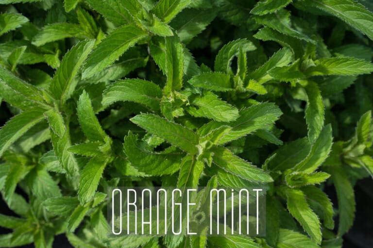 Best Mint for Mojito and the Difference Mint Types